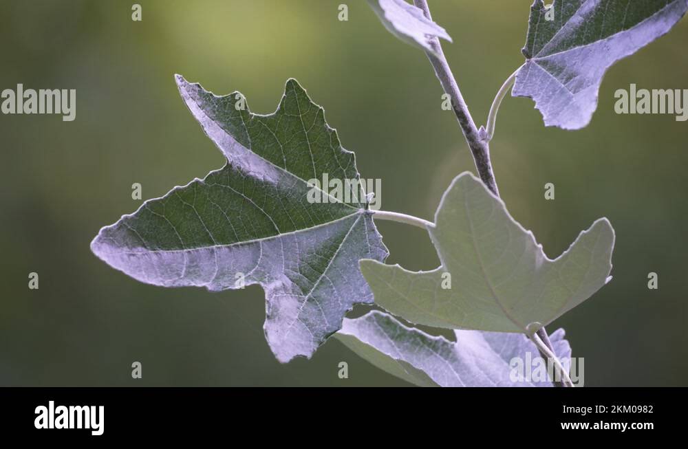 Lobed leaves Stock Videos & Footage - HD and 4K Video Clips - Alamy