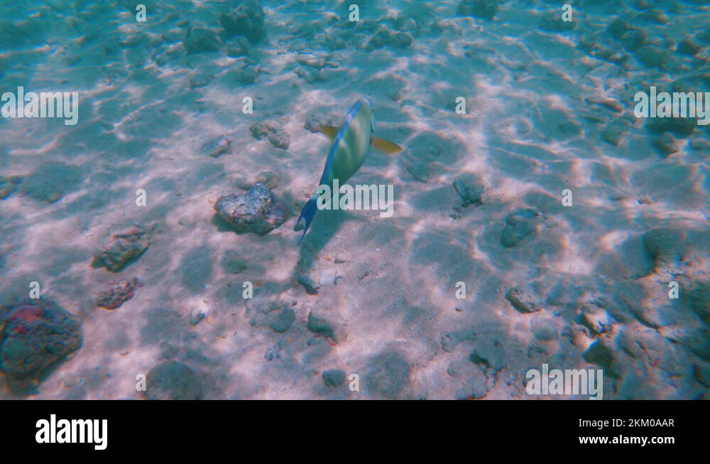 Hawaii tropical fish Stock Videos & Footage - HD and 4K Video Clips - Alamy