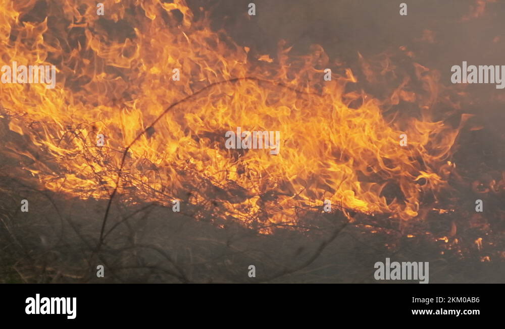 Fire in the Forest, Burning Dry Grass, Trees, Bushes, Flame and Smoke ...