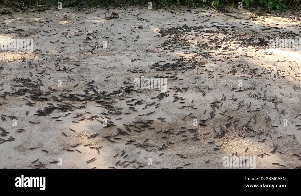Swarms of black bugs crawling on the ground, plagues of insects and ...