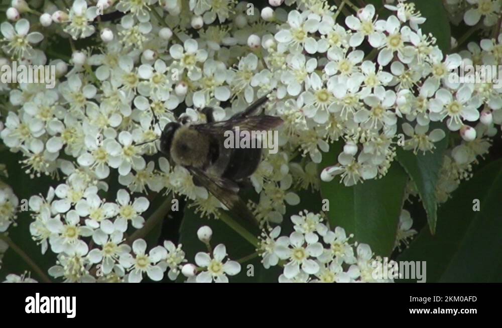 Bumble bee pollinating pollination Stock Videos & Footage - HD and 4K ...