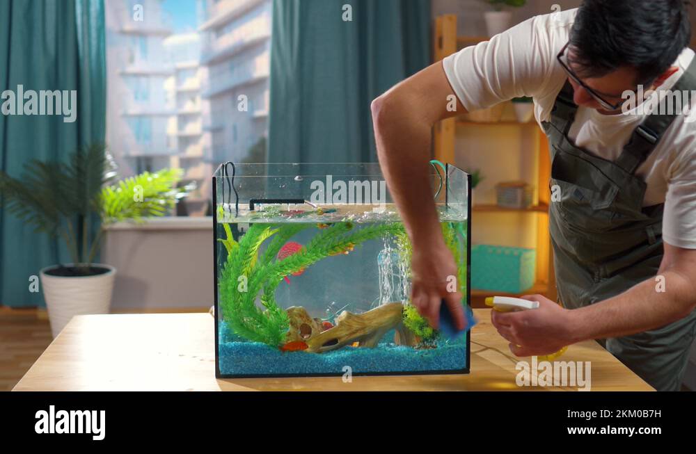 Aquarium aquarist Stock Videos & Footage - HD and 4K Video Clips - Alamy