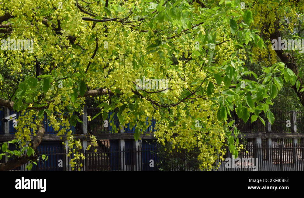 Cassia fistula, known as the golden rain tree is in full bloom Stock Video Footage - Alamy