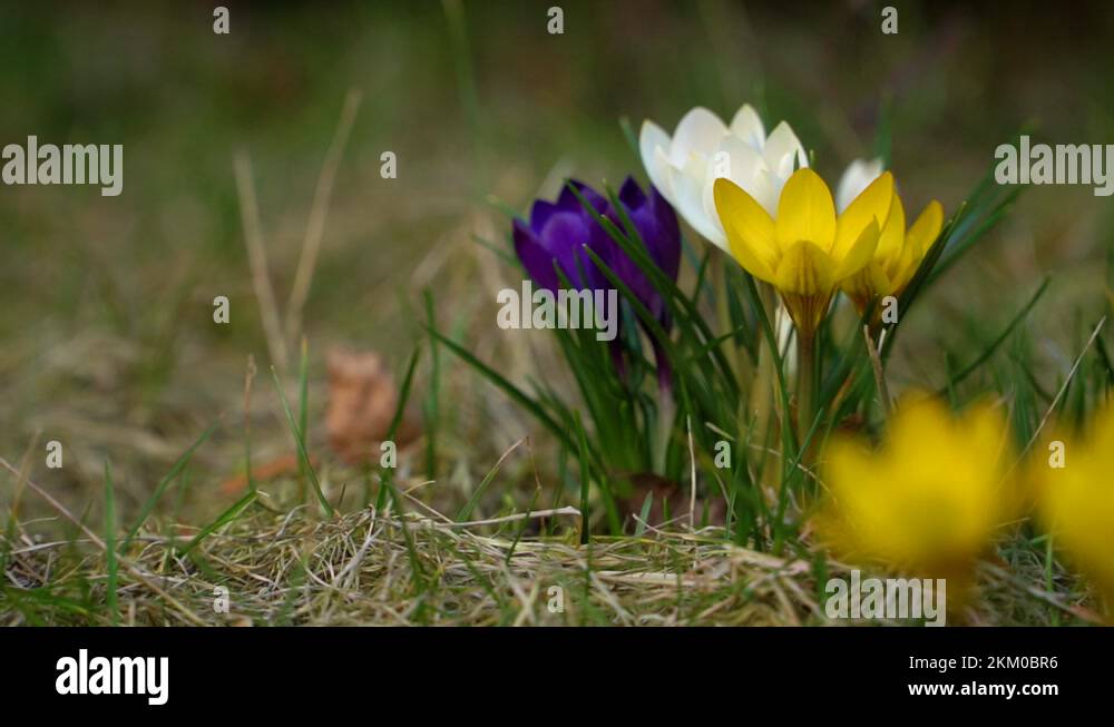 Croci spring Stock Videos & Footage - HD and 4K Video Clips - Alamy