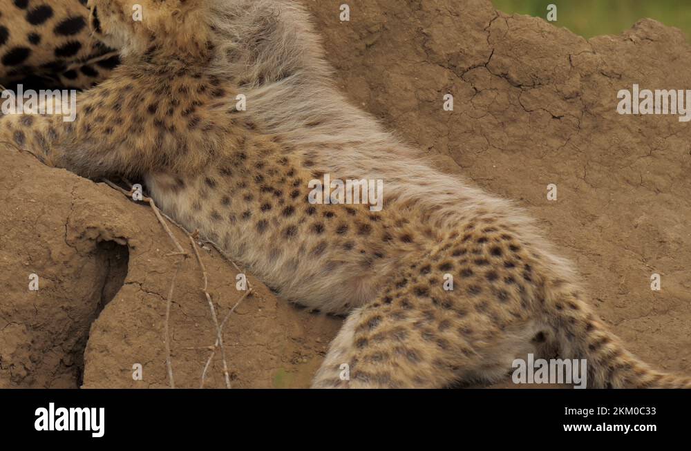 Cheetah moving Stock Videos & Footage - HD and 4K Video Clips - Alamy