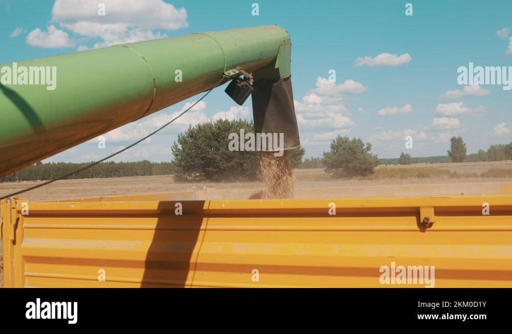 Unloading Of Combine Harvester Into A Tractor Trailer - Transportation ...