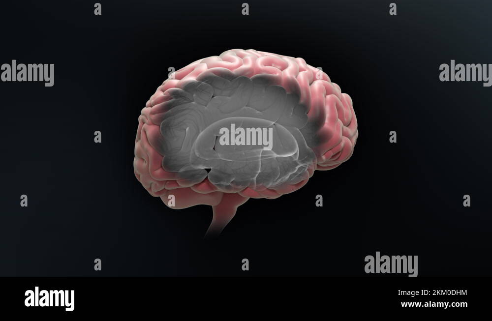 Model of a brain Stock Videos & Footage - HD and 4K Video Clips - Alamy