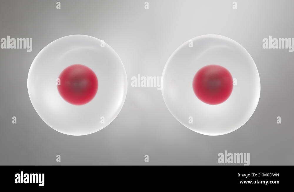 Cell Division, Cloning Realistic Animation. Cellular Division of Human ...