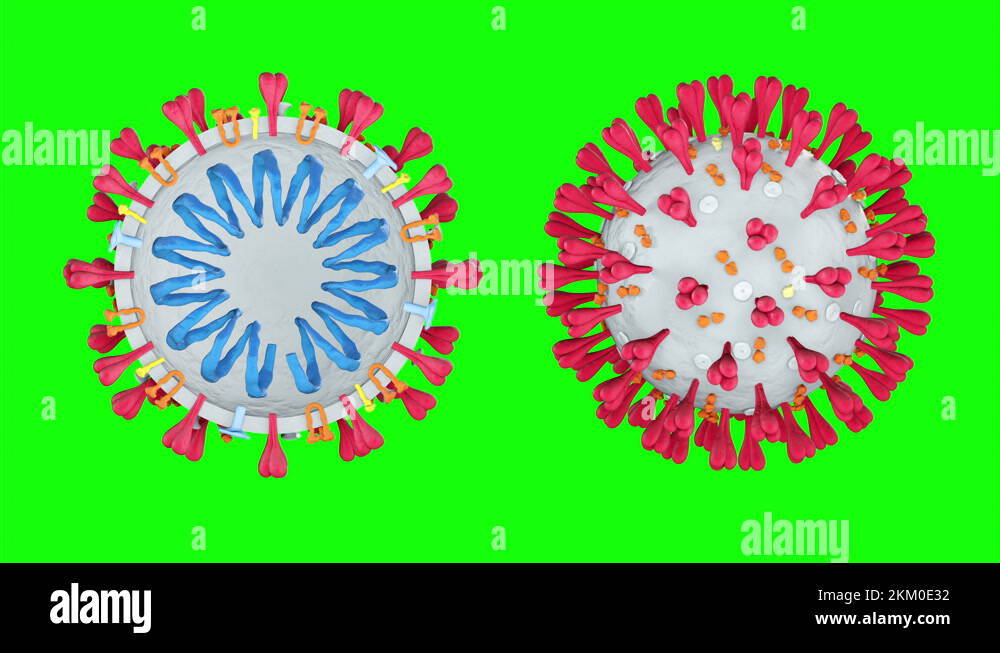 Covid 19 virus cross section Stock Videos & Footage - HD and 4K Video ...