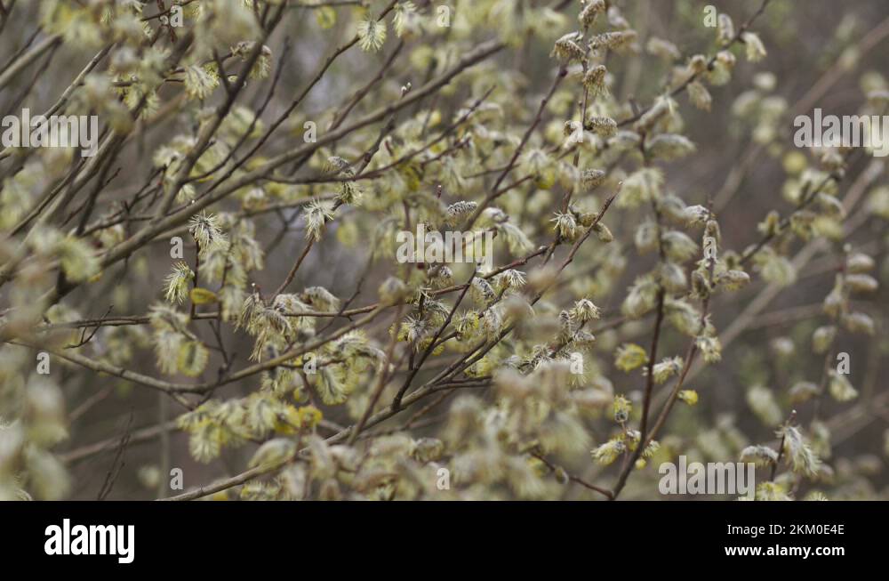 Beautiful first blossom spring Stock Videos & Footage - HD and 4K Video ...