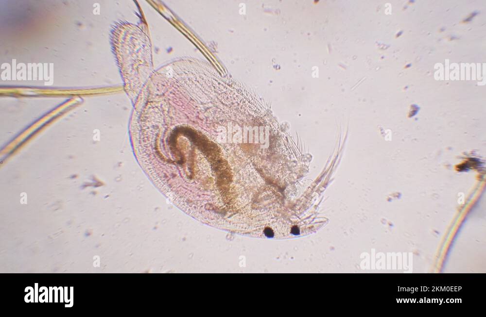 Microscopic planktonic crustacean Stock Videos & Footage - HD and 4K ...