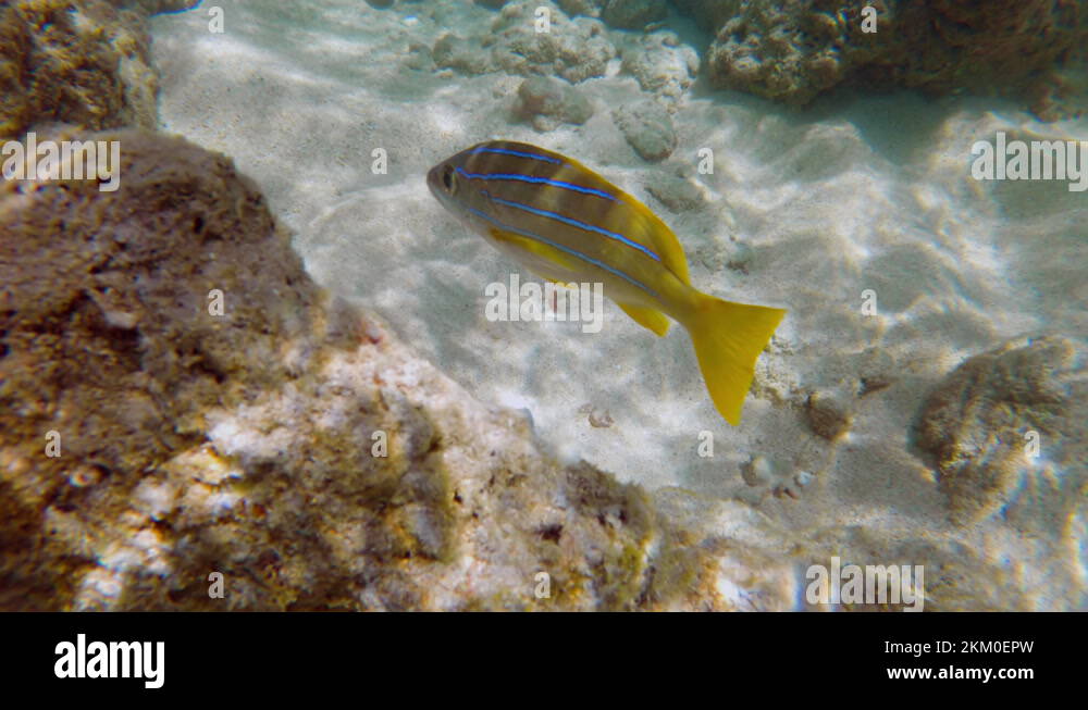 Hanauma bay fish hawaii snorkeling Stock Videos & Footage - HD and 4K ...