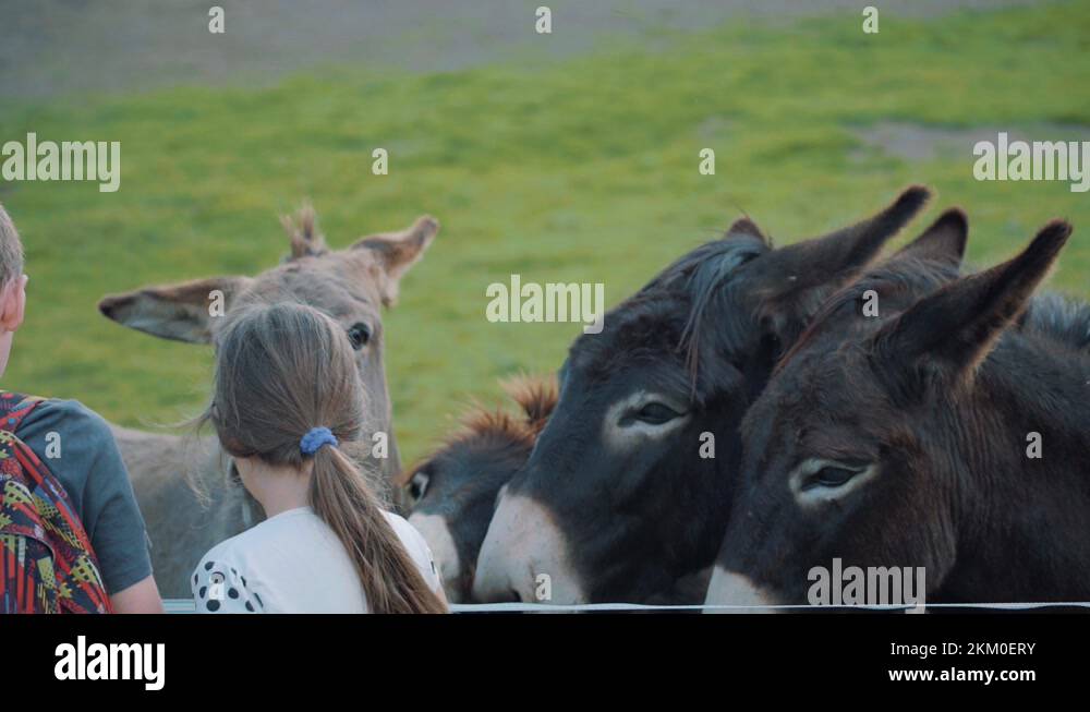 Children on donkeys Stock Videos & Footage - HD and 4K Video Clips - Alamy