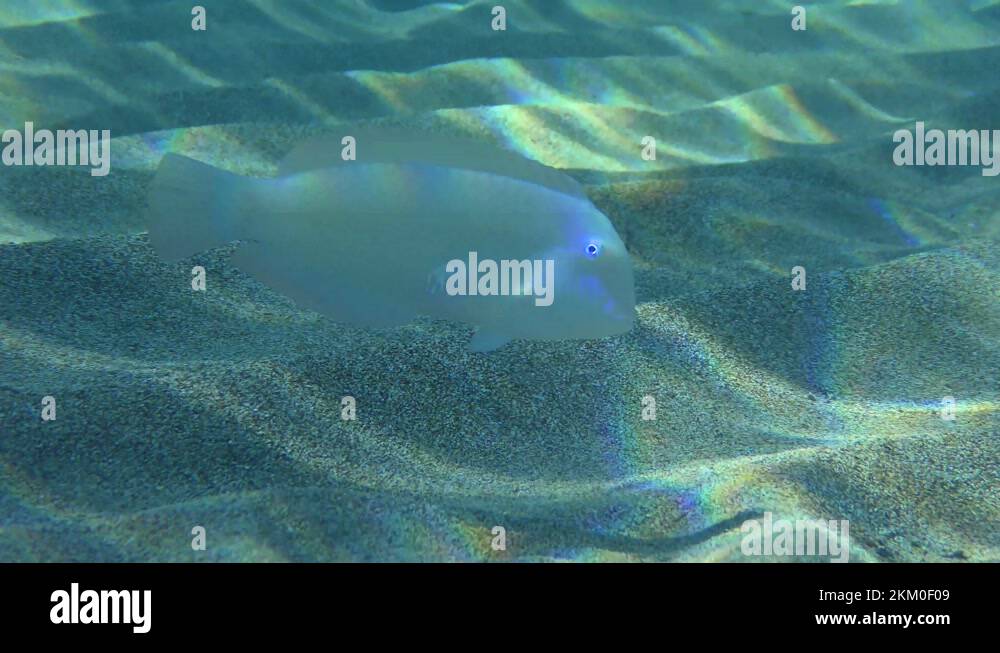 Cleaver wrasse Stock Videos & Footage - HD and 4K Video Clips - Alamy