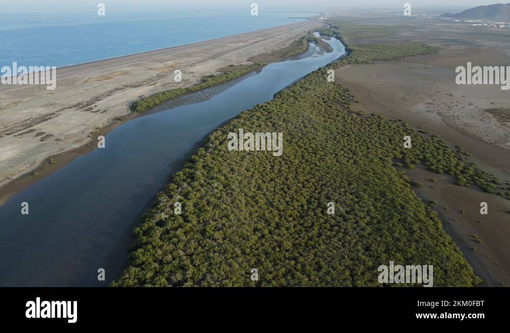 Drone Camera: Kalba Mangrove Forest, also known as Khor Kalba located ...