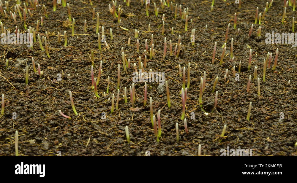 Grass seed germination Stock Videos & Footage - HD and 4K Video Clips ...
