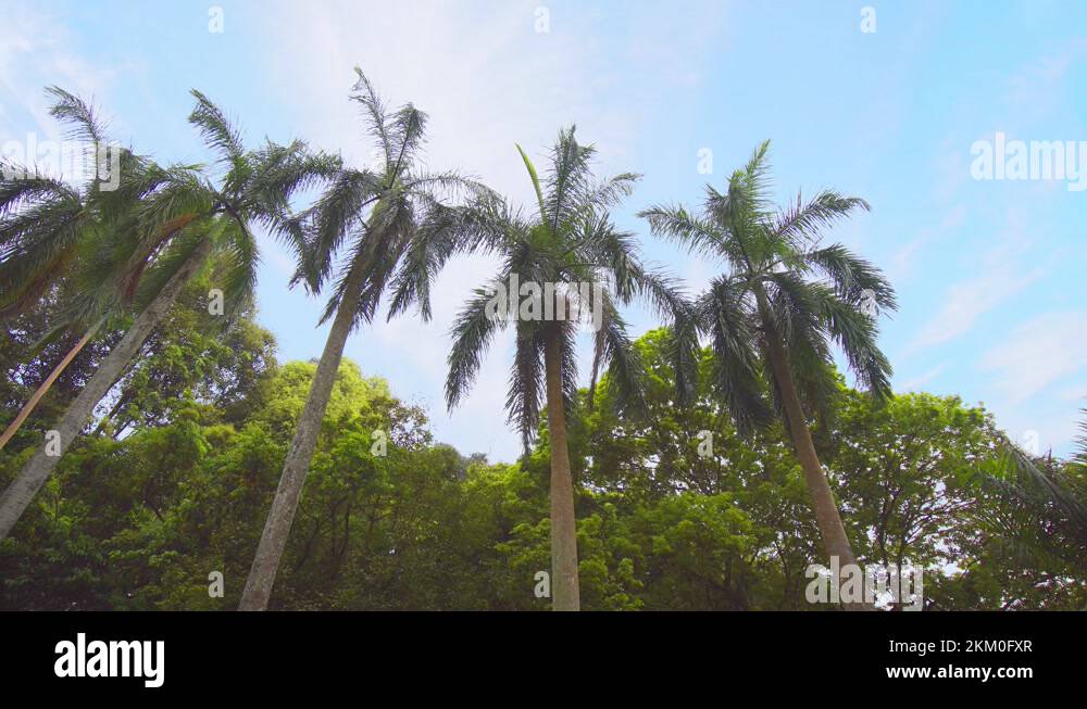 Palm Trees Aligned in a Neat Row at Sri Lankan Park Stock Video Footage ...