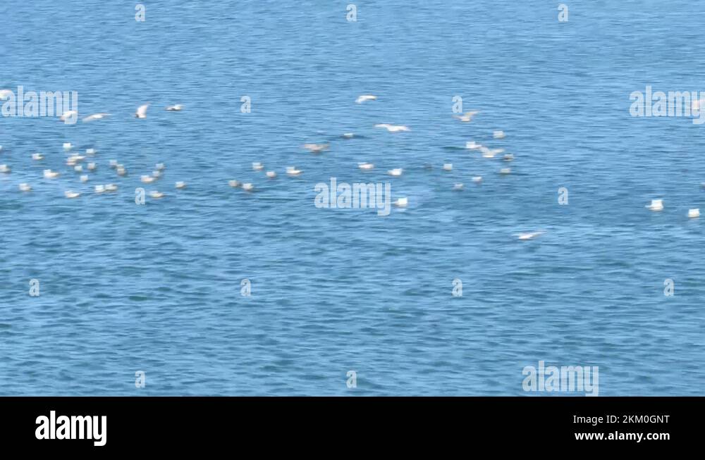 Hundreds of birds Stock Videos & Footage - HD and 4K Video Clips - Alamy