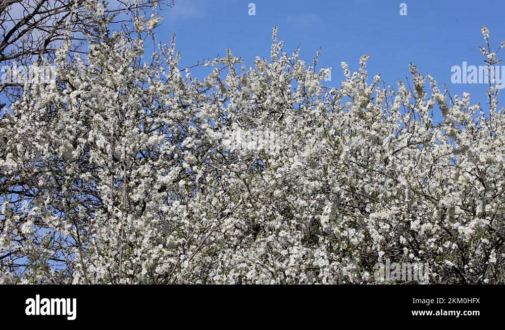 Blackthorn sloe prunus spinosa flowering Stock Videos & Footage - HD ...