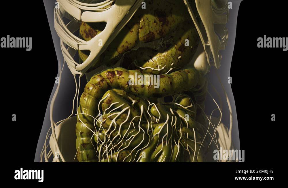 detailed human digestive system anatomy Stock Video Footage - Alamy