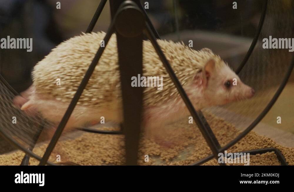 Hedgehog silhouette Stock Videos & Footage - HD and 4K Video Clips - Alamy