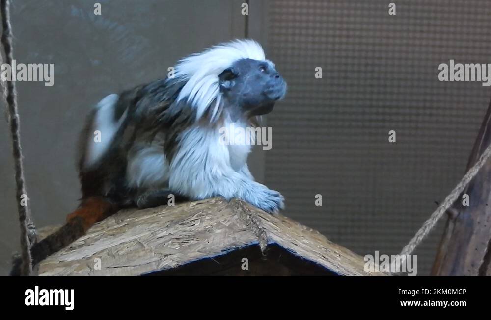 Aviary Stock Videos & Footage - HD and 4K Video Clips - Alamy