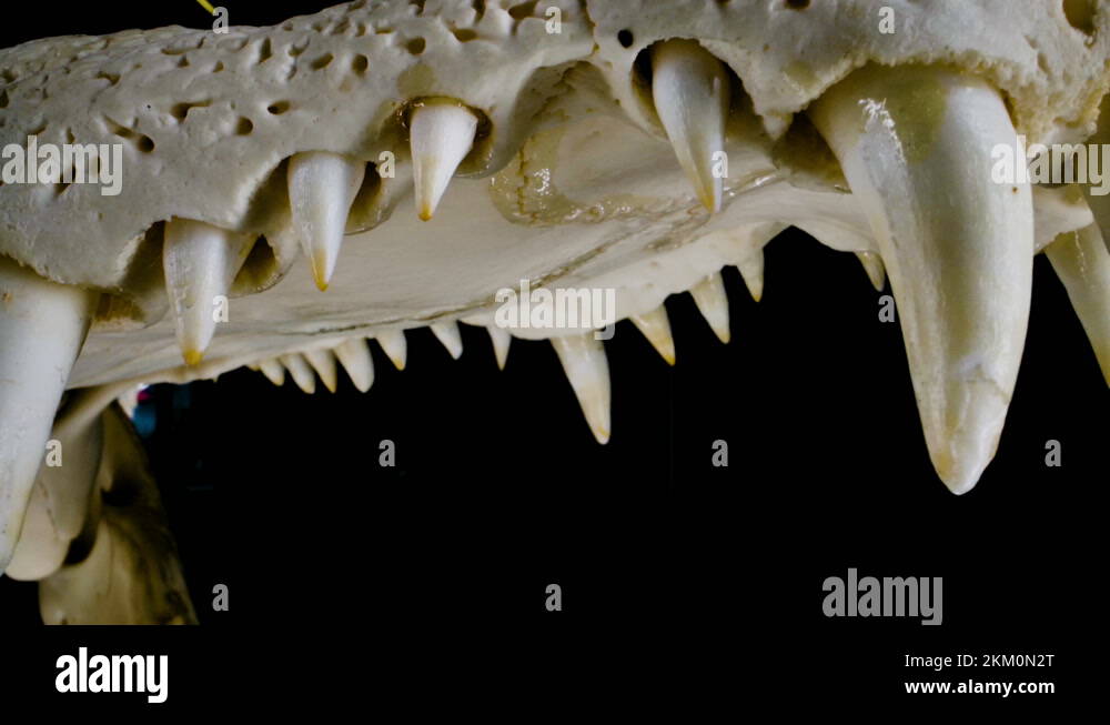 Teeth jaws reptile Stock Videos & Footage - HD and 4K Video Clips - Alamy
