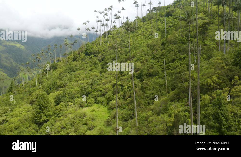 Wax Palm Trees sticking out of Rainforest in Colombia's Cocora Valley ...