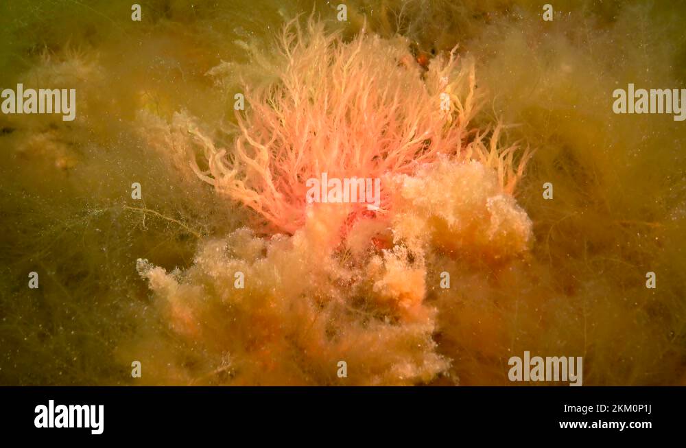 Different types of green, brown and red algae on stones in the Black ...