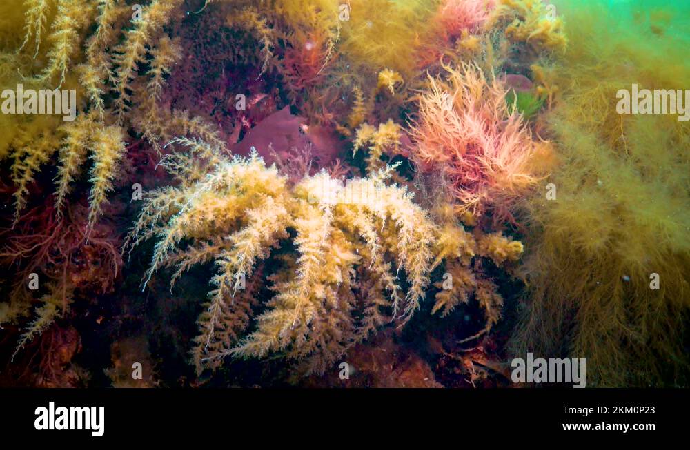 Underwaterexploration Stock Videos & Footage - HD and 4K Video Clips ...