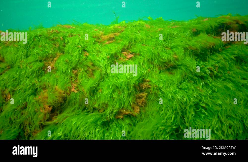 Macrophytes, Red and Green algae (Ceramium, Cladophora, Ulva ...