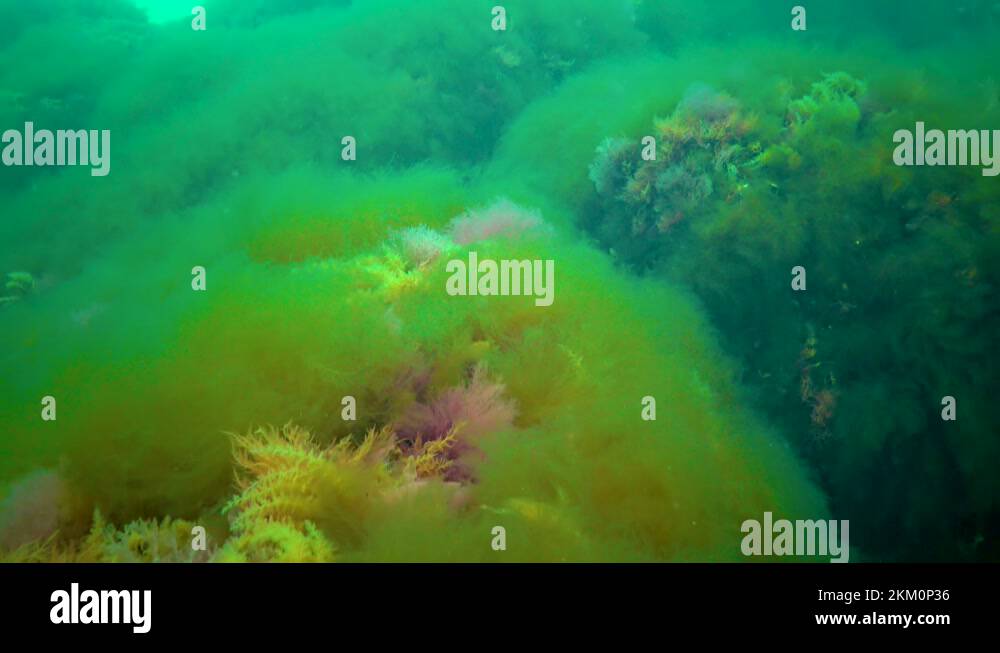 Macrophytes, Red and Green algae (Ceramium, Cladophora, Ulva ...