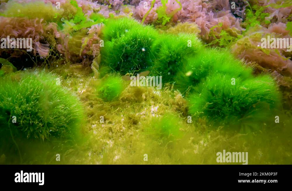 Macrophytes, Red and Green algae (Ceramium, Cladophora, Ulva ...