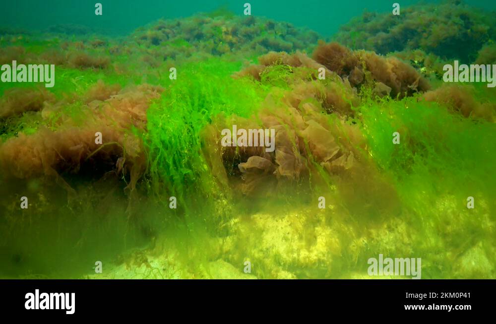 Macrophytes, Red and Green algae (Ceramium, Cladophora, Ulva ...