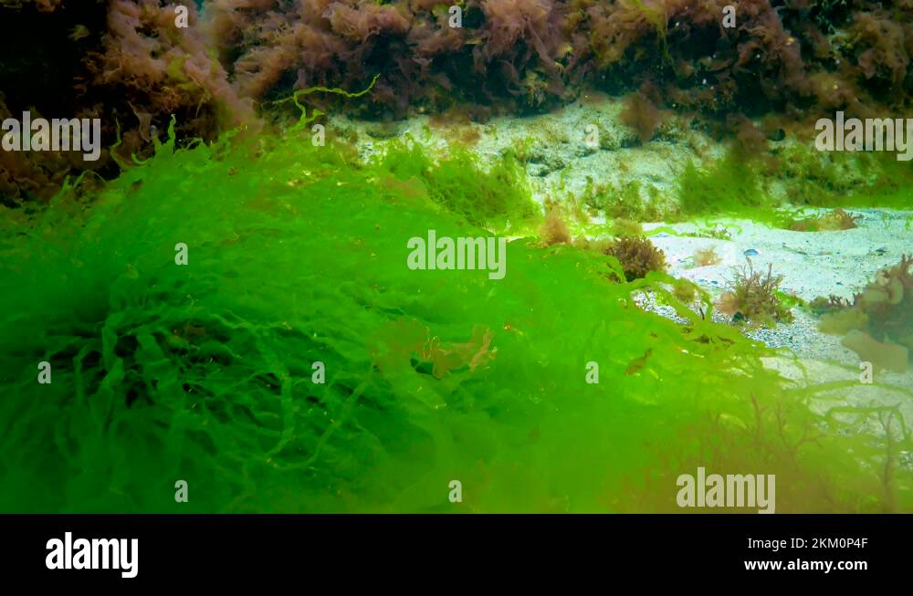 Macrophytes, Red and Green algae (Ceramium, Cladophora, Ulva ...