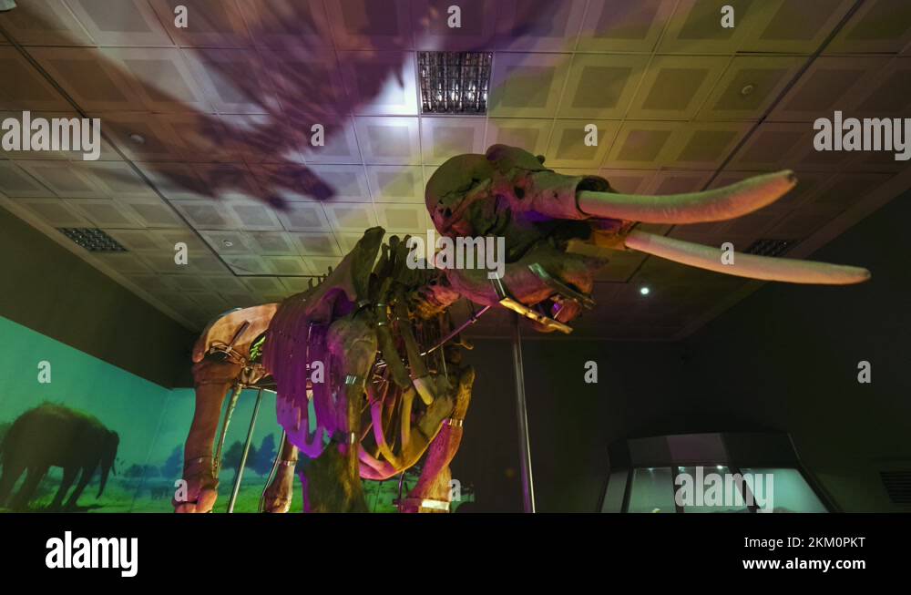 Elephant display museum Stock Videos & Footage - HD and 4K Video Clips ...