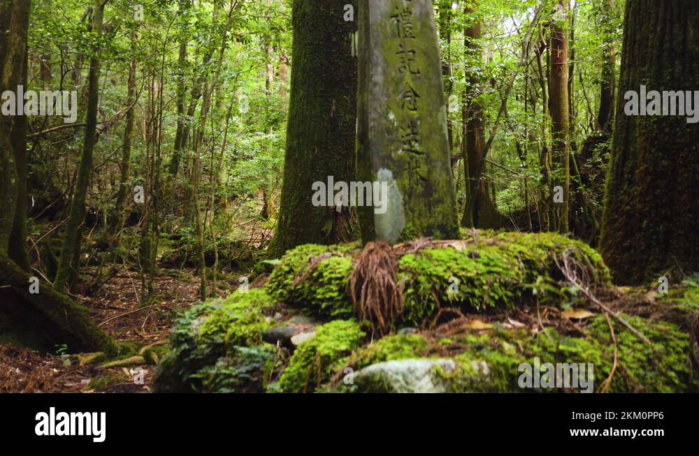 Mononoke princess Stock Videos & Footage - HD and 4K Video Clips - Alamy