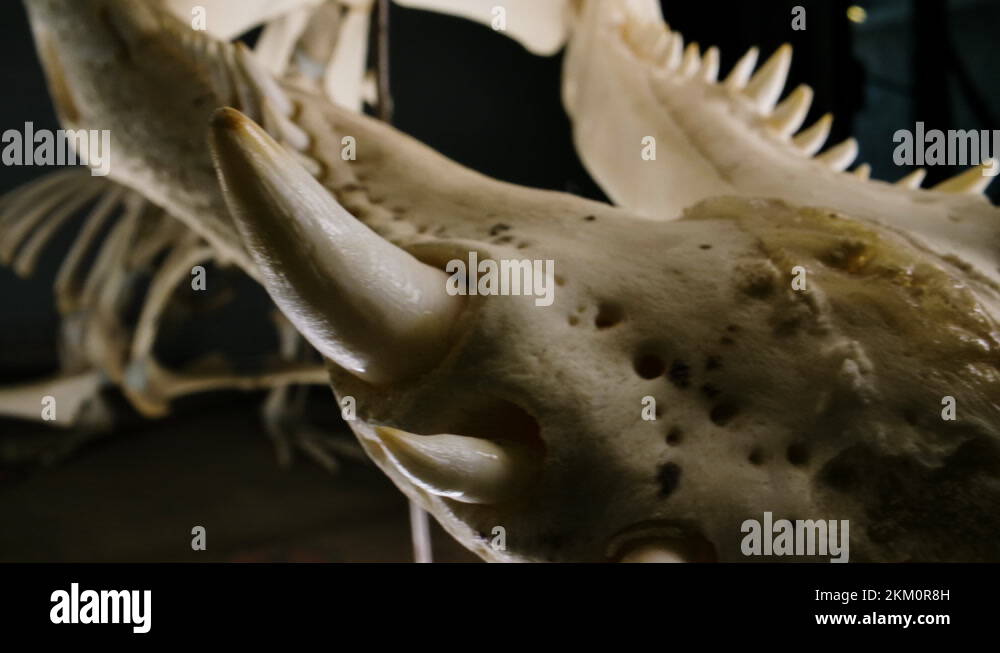 Predator study Stock Videos & Footage - HD and 4K Video Clips - Alamy