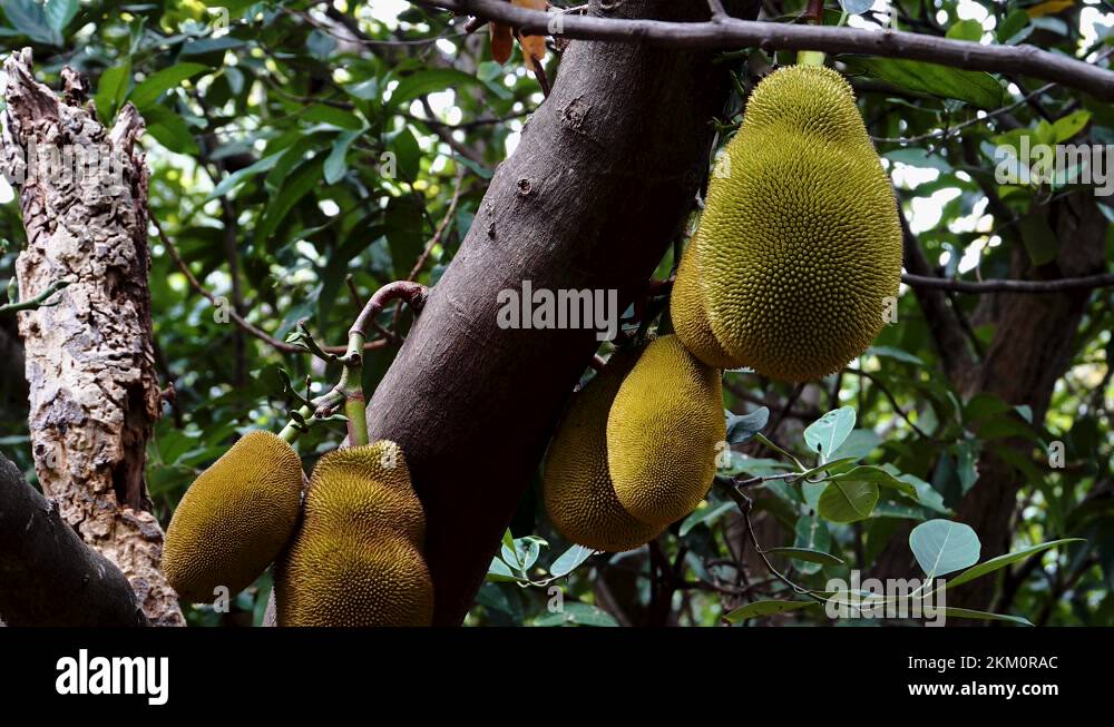 Jackfruit tree growth in Stock Videos & Footage - HD and 4K Video Clips ...