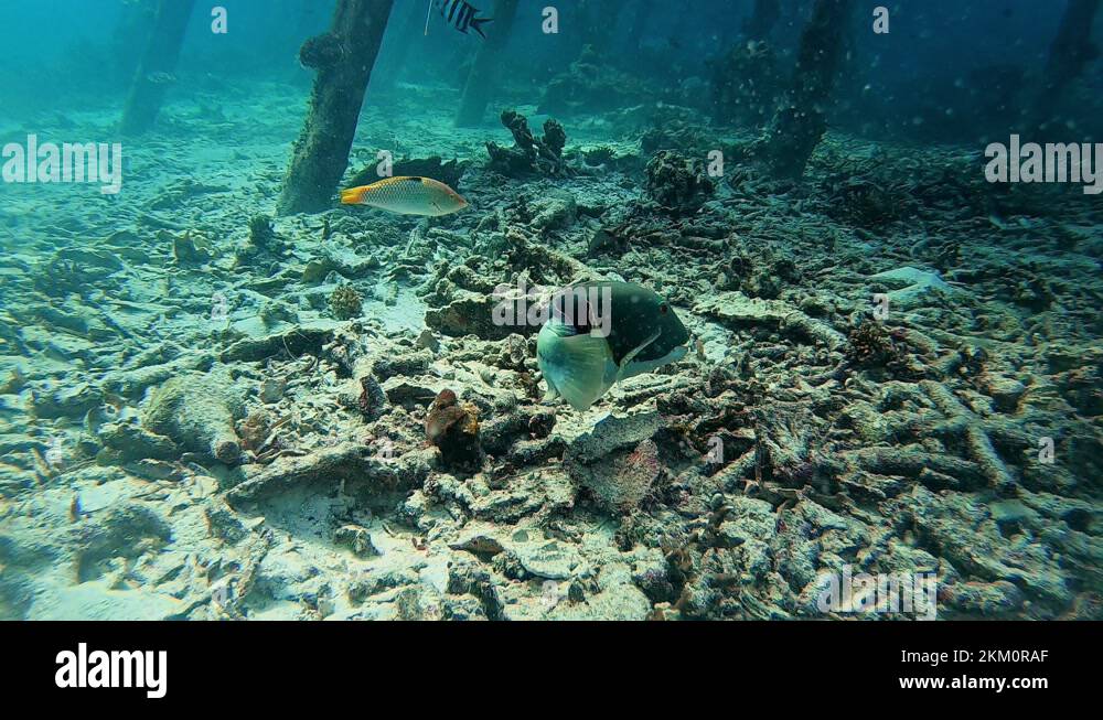 Intelligent fish sea Stock Videos & Footage - HD and 4K Video Clips - Alamy