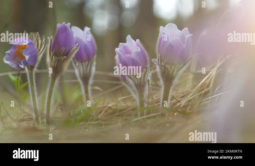 Purple pasque flower Stock Videos & Footage - HD and 4K Video Clips - Alamy