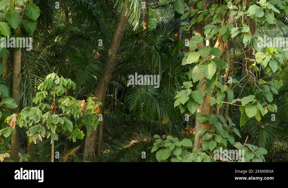 Panama rainforest vegetation Stock Videos & Footage - HD and 4K Video ...