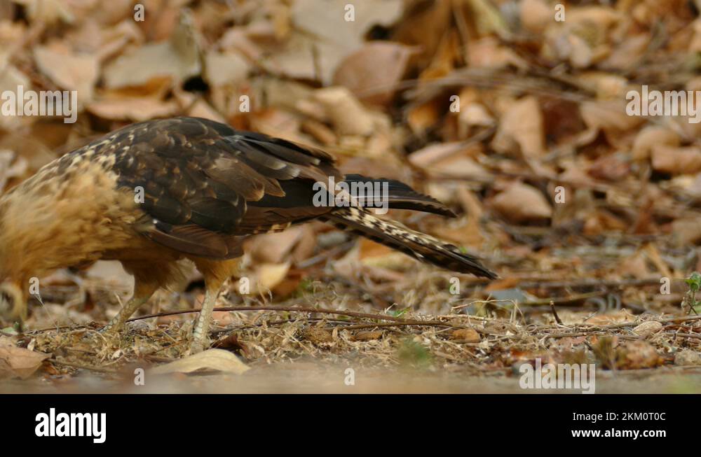 Twisted wing Stock Videos & Footage - HD and 4K Video Clips - Alamy