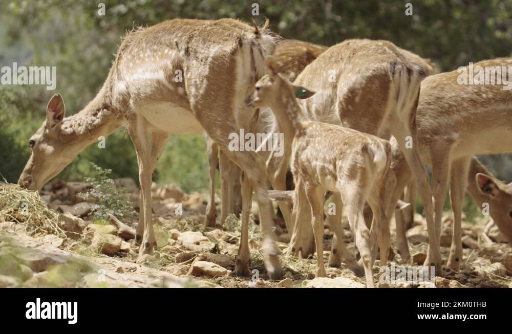 Persian fallow deer (Dama dama mesopotamica) Herd of females and young ...