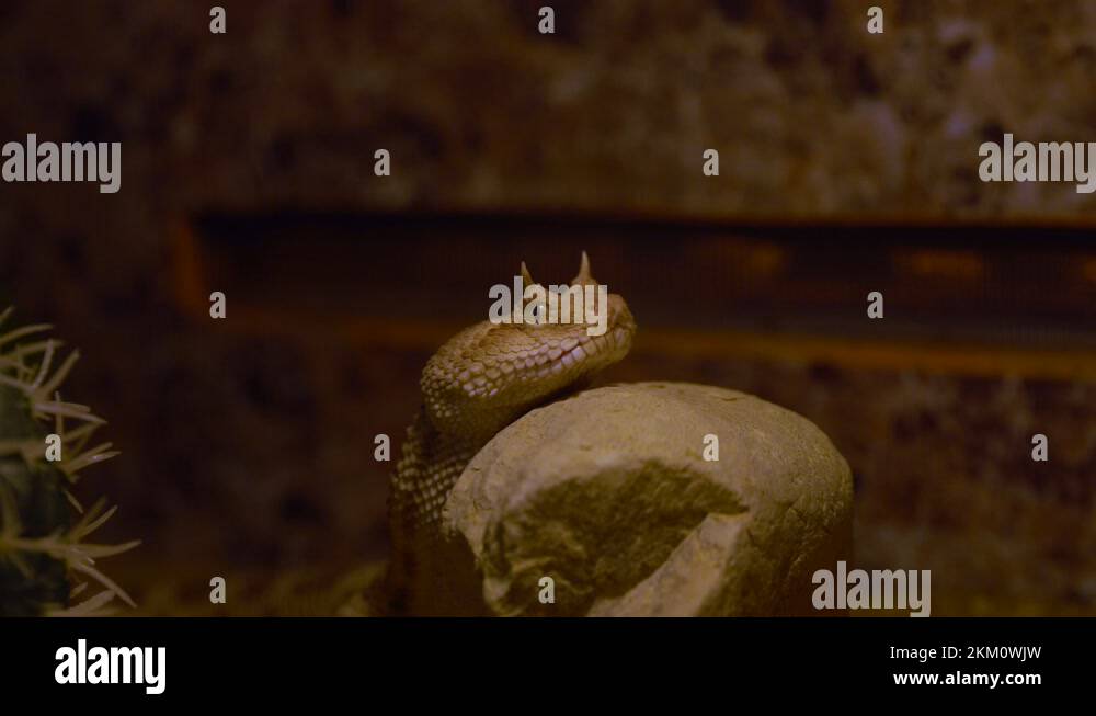 Desert horned viper cerastes cerastes in the desert Stock Videos ...