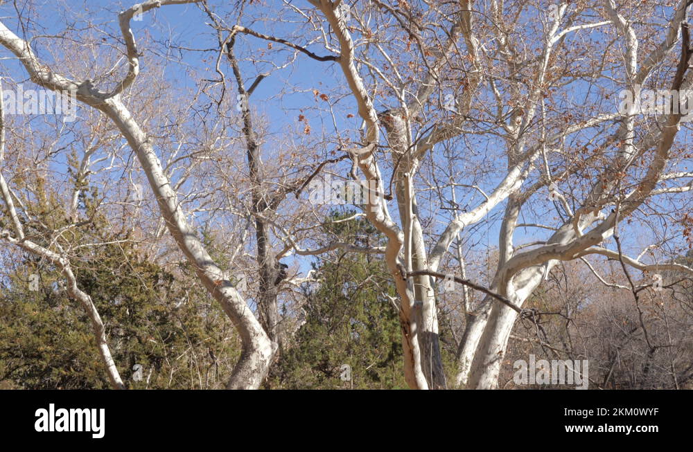 Deciduous sycamore tree Stock Videos & Footage - HD and 4K Video Clips ...