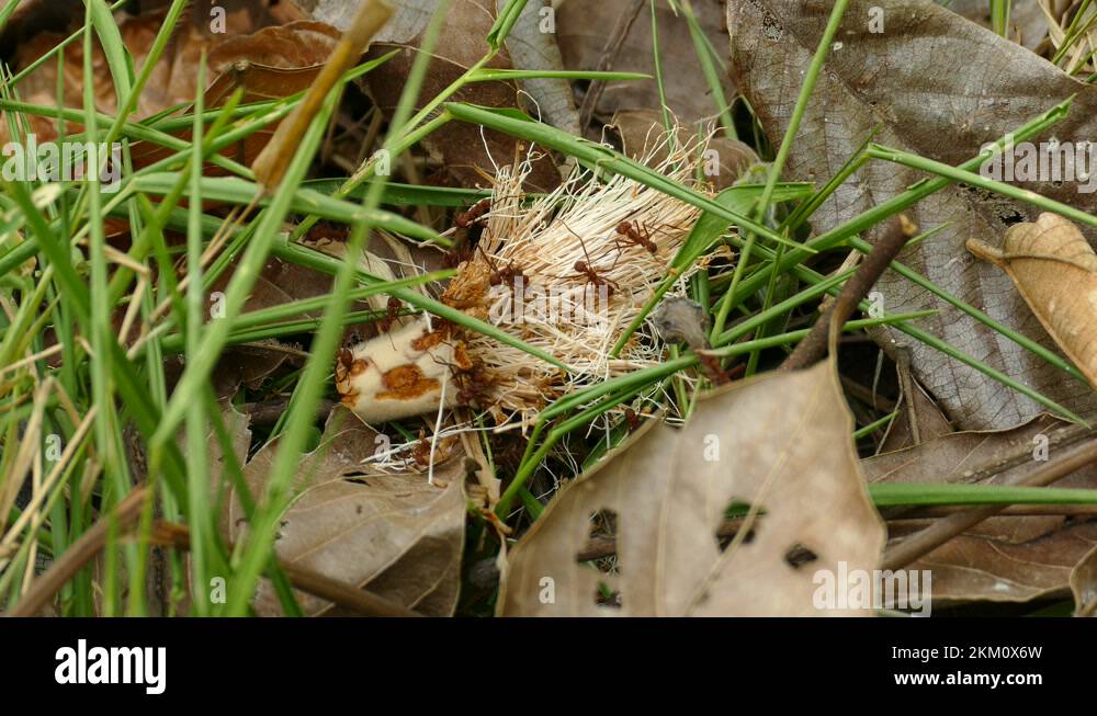 Group ants working together team Stock Videos & Footage - HD and 4K ...