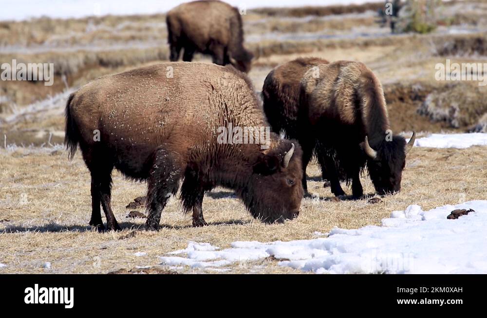 Bison grazing wildlife park Stock Videos & Footage - HD and 4K Video ...