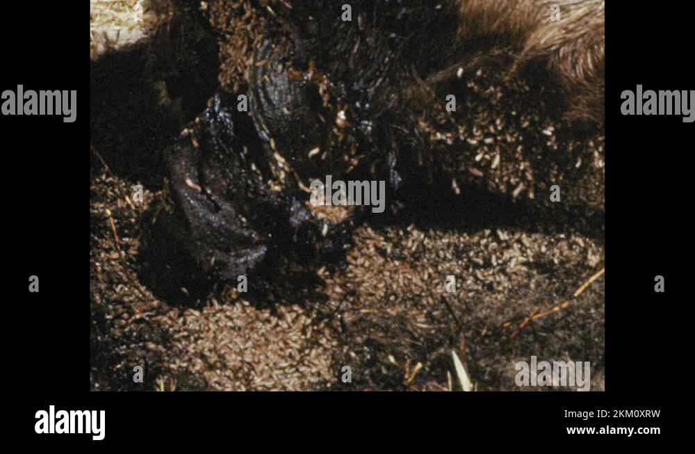 1970s: Maggots on dead body of cow. Signs for recycling. Store supplies ...