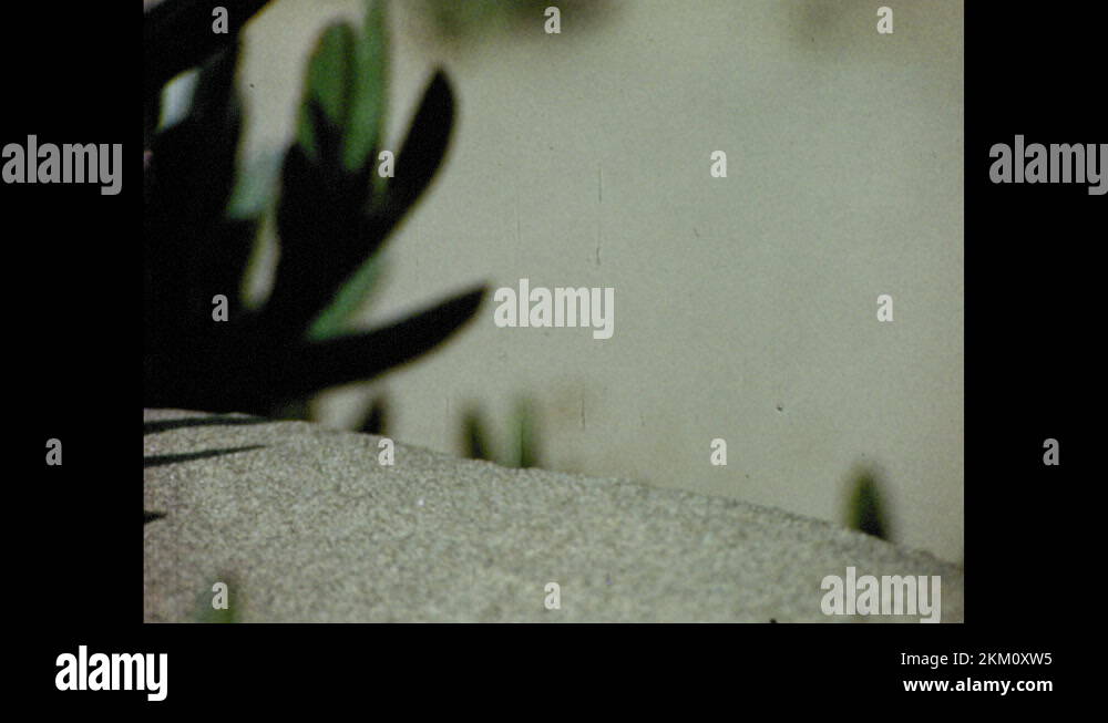 Toothed edges on leaves Stock Videos & Footage - HD and 4K Video Clips ...